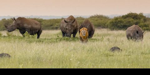 Phinda Game Reserve – Travel Guide, Map & More!