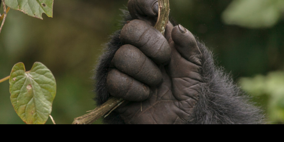 399 Rwanda Gorilla Trekking Safaris (Offered by 75 Tour Operators)