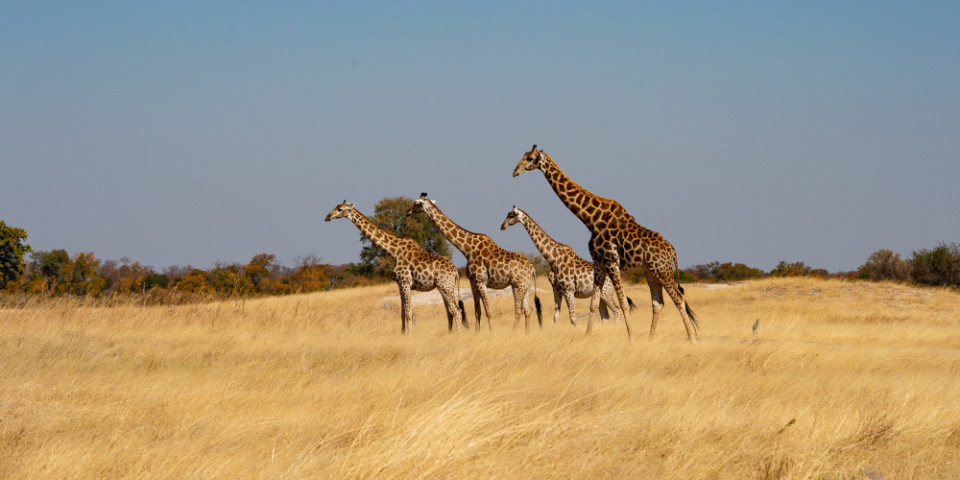 28 African Overland Tours (Offered by Top Rated Operators)