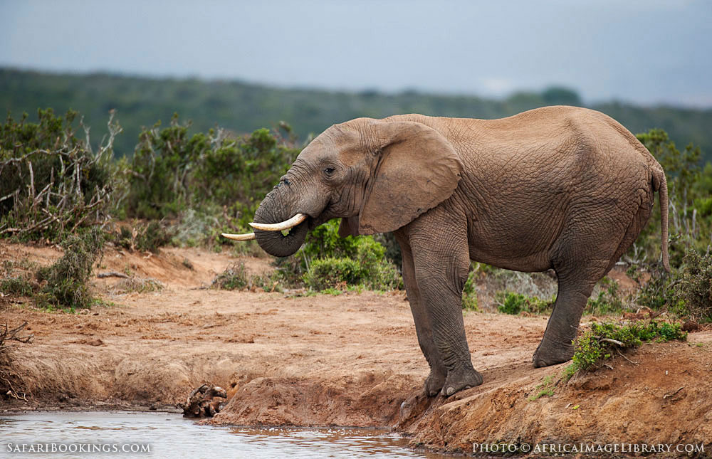 Addo Elephant National Park – Travel Guide, Map & More!