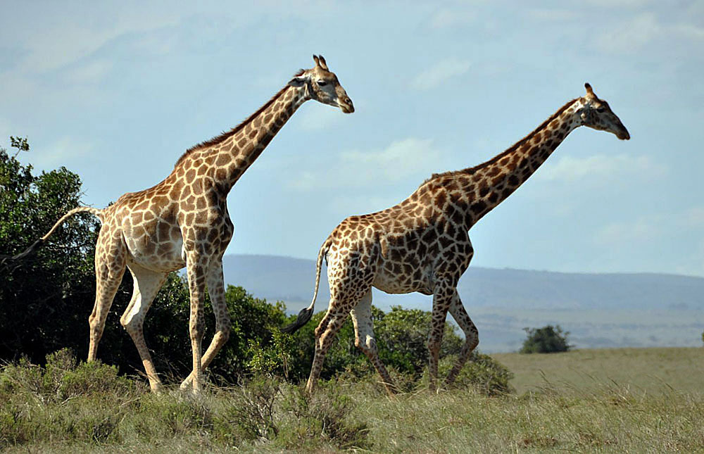 Amakhala Game Reserve – Travel Guide, Map & More!