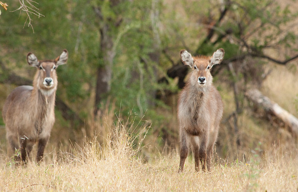 Idube GR Photos – Images & Pictures