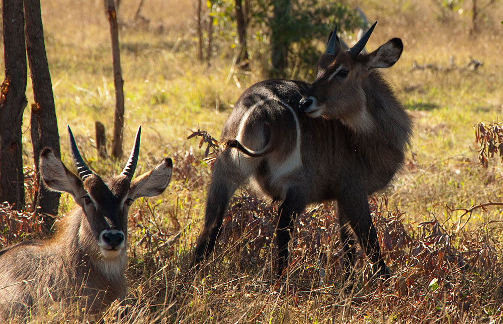 Idube GR Photos – Images & Pictures