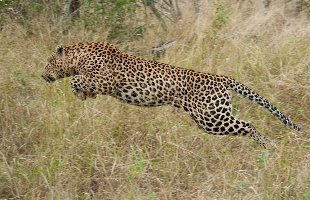 Idube GR Photos – Images & Pictures