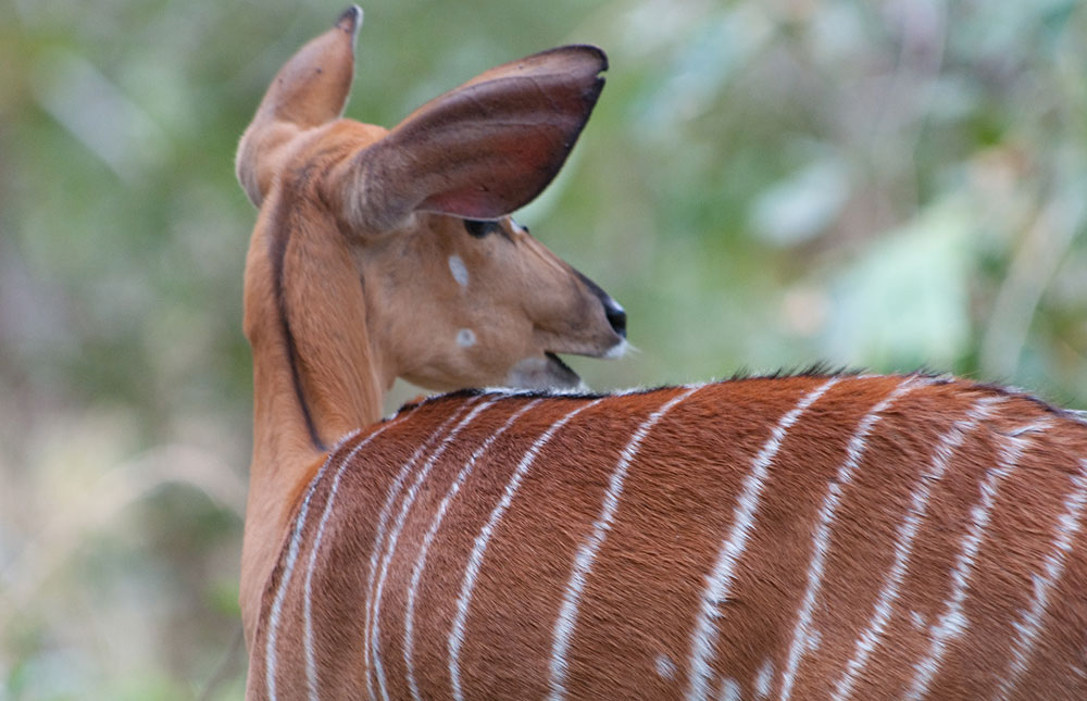 Idube GR Photos – Images & Pictures