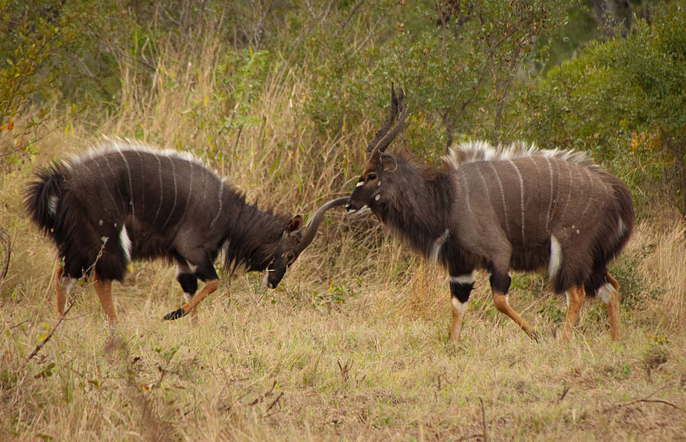 Idube GR Photos – Images & Pictures