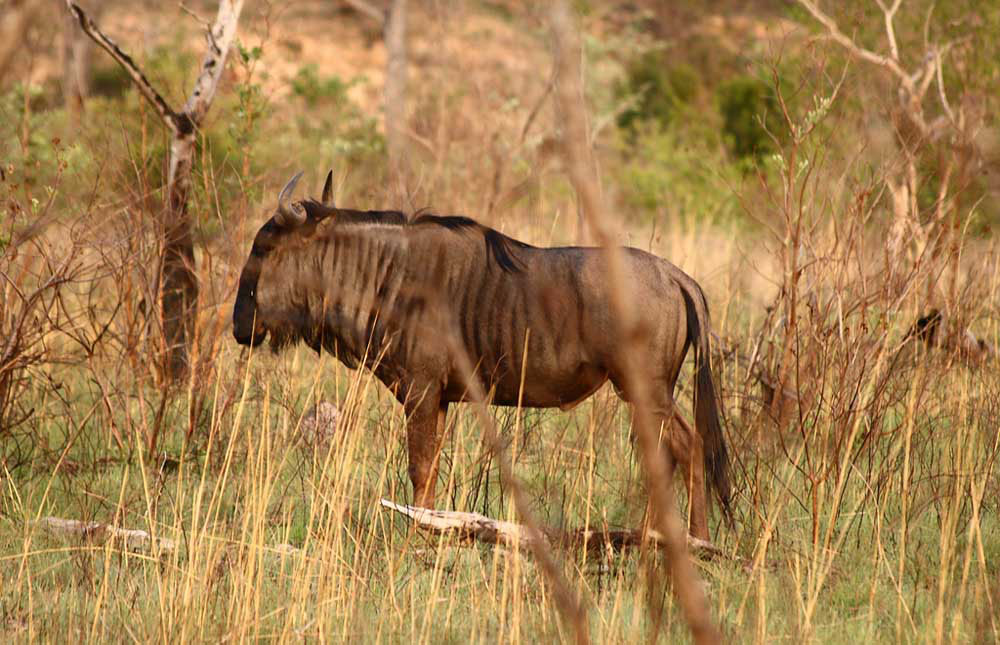 Inyati Game Reserve – Travel Guide, Map & More!