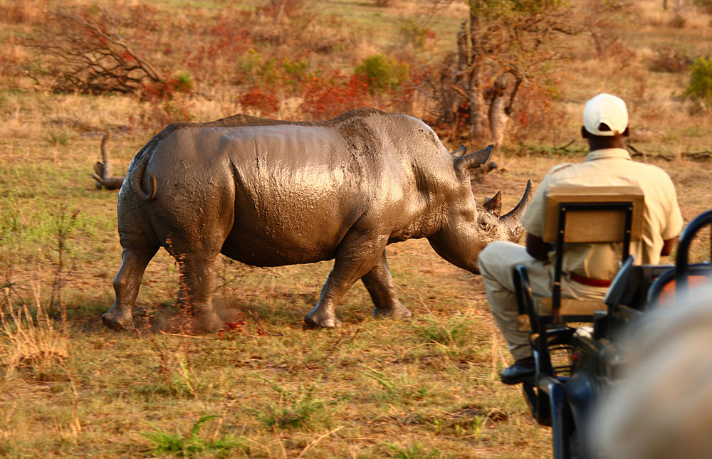 Inyati GR Photos – Images & Pictures