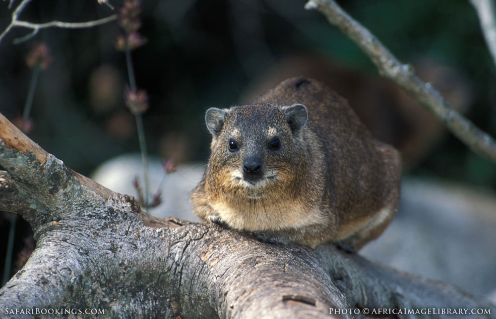 Ithala Game Reserve – Travel Guide, Map & More!