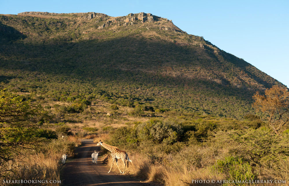 Ithala Game Reserve – Travel Guide, Map & More!
