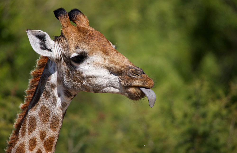 Kapama Game Reserve – Travel guide, Map & More!