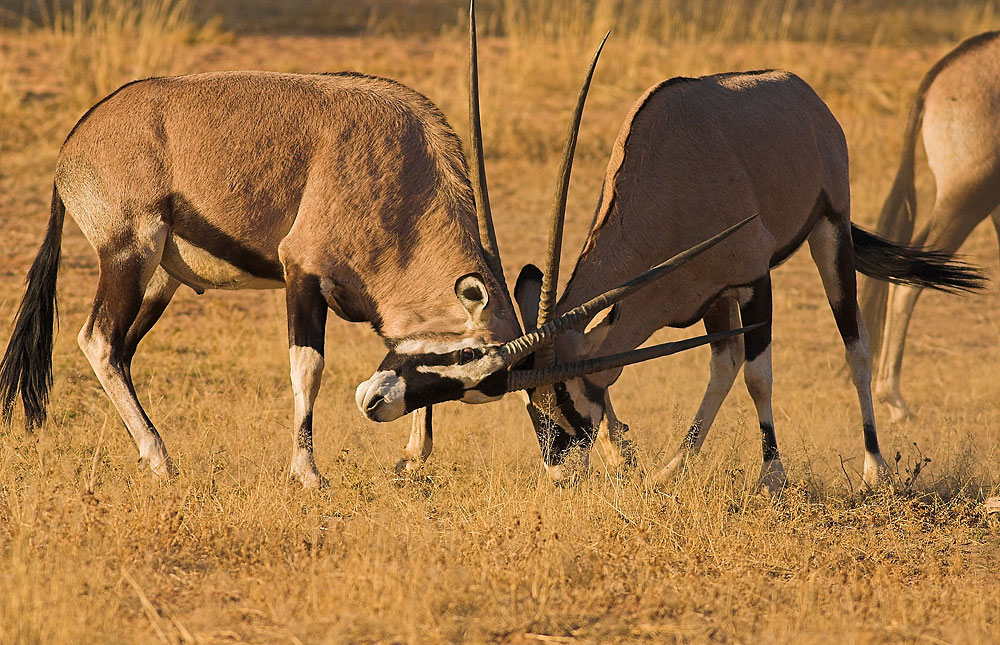 South Africa Wildlife Photos – Award winning images & pictures!
