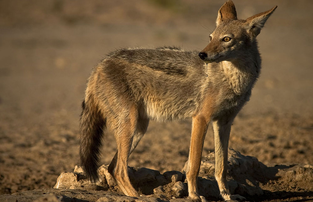 Kgalagadi TP Wildlife Photos – Images & Pictures