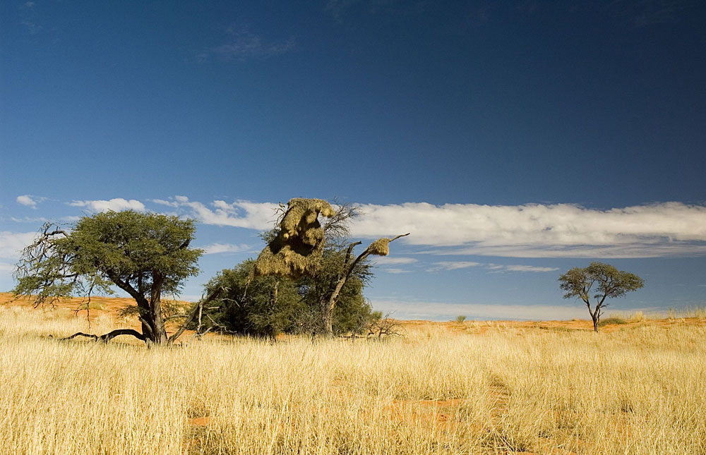 Kgalagadi Transfrontier Park – Travel Guide, Map & More!