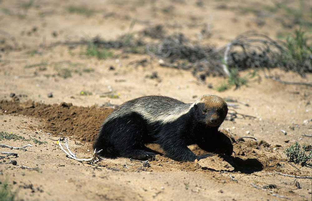 South Africa Wildlife Photos – Award winning images & pictures!