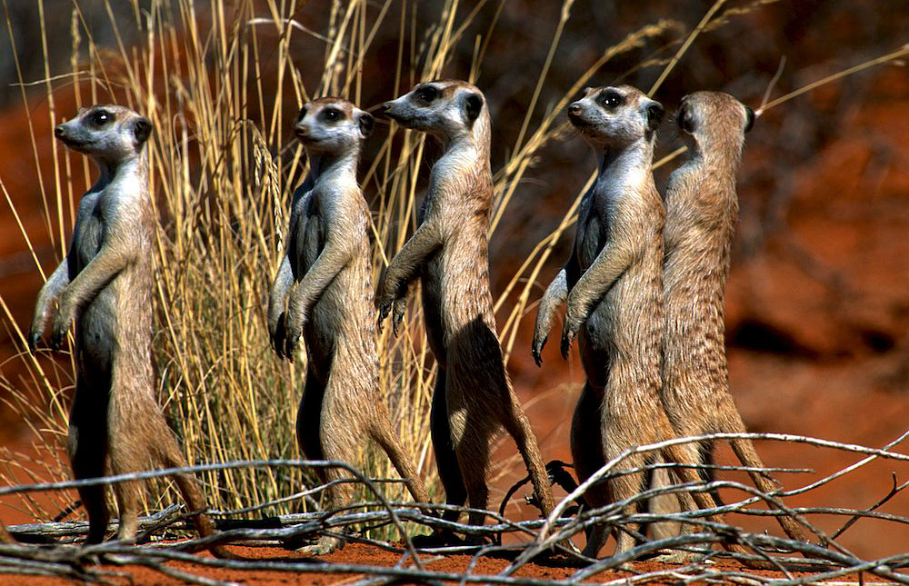 Kgalagadi Transfrontier Park – Travel Guide, Map & More!