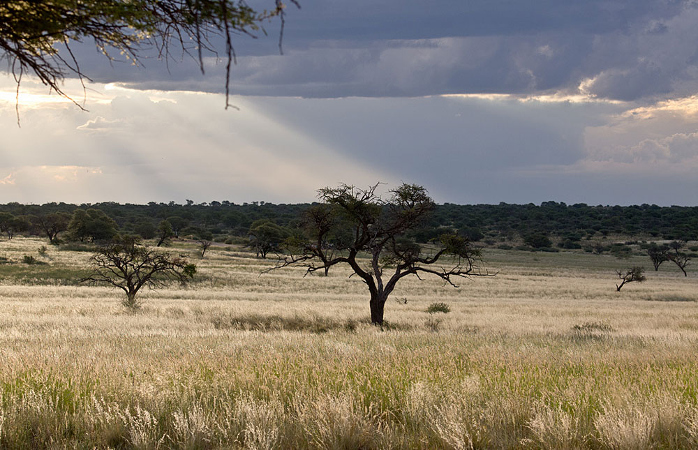 Kgalagadi Transfrontier Park – Travel Guide, Map & More!