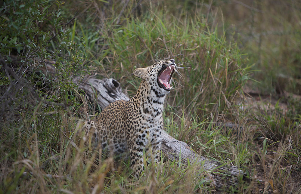 Londolozi GR Photos – Images & Pictures