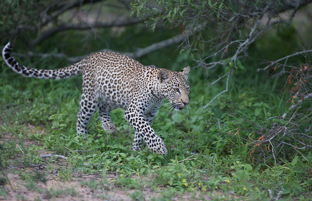 Londolozi GR Photos – Images & Pictures