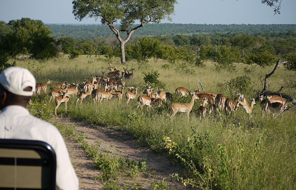 Londolozi Game Reserve – Travel Guide, Map & More!