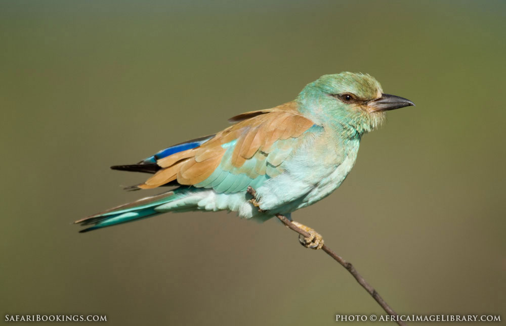 South Africa Photos – Award winning images & pictures!