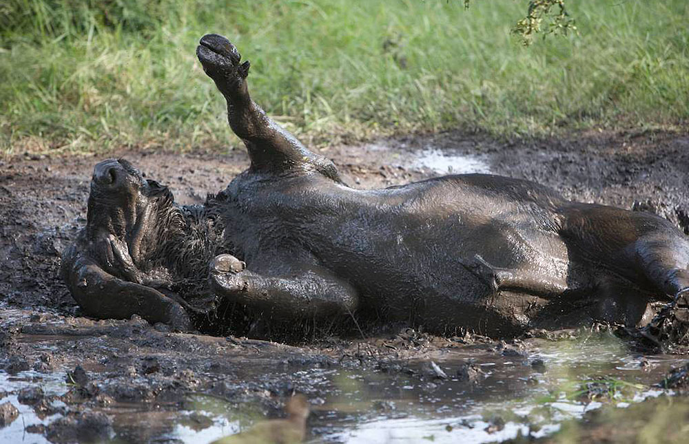 Mala Mala Game Reserve – Travel Guide, Map & More!