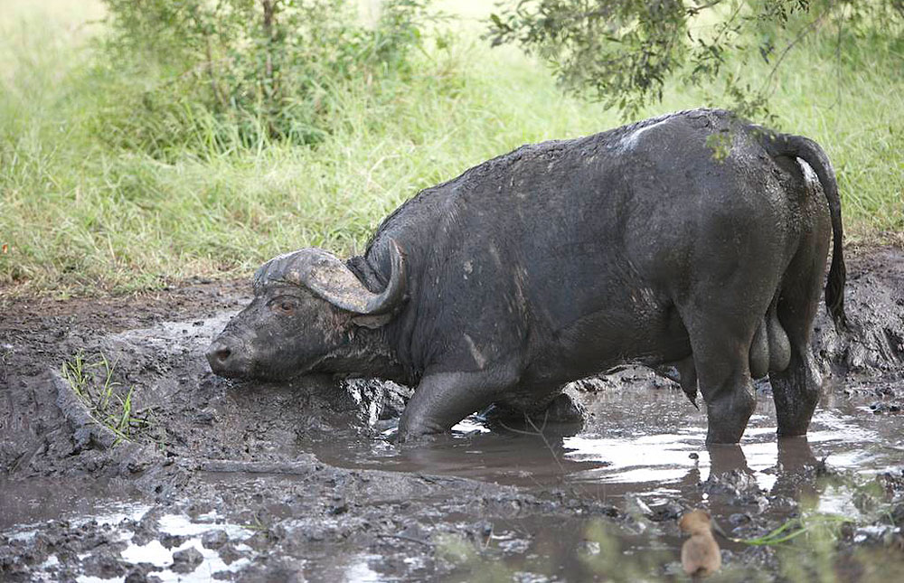 Mala Mala Game Reserve – Travel Guide, Map & More!