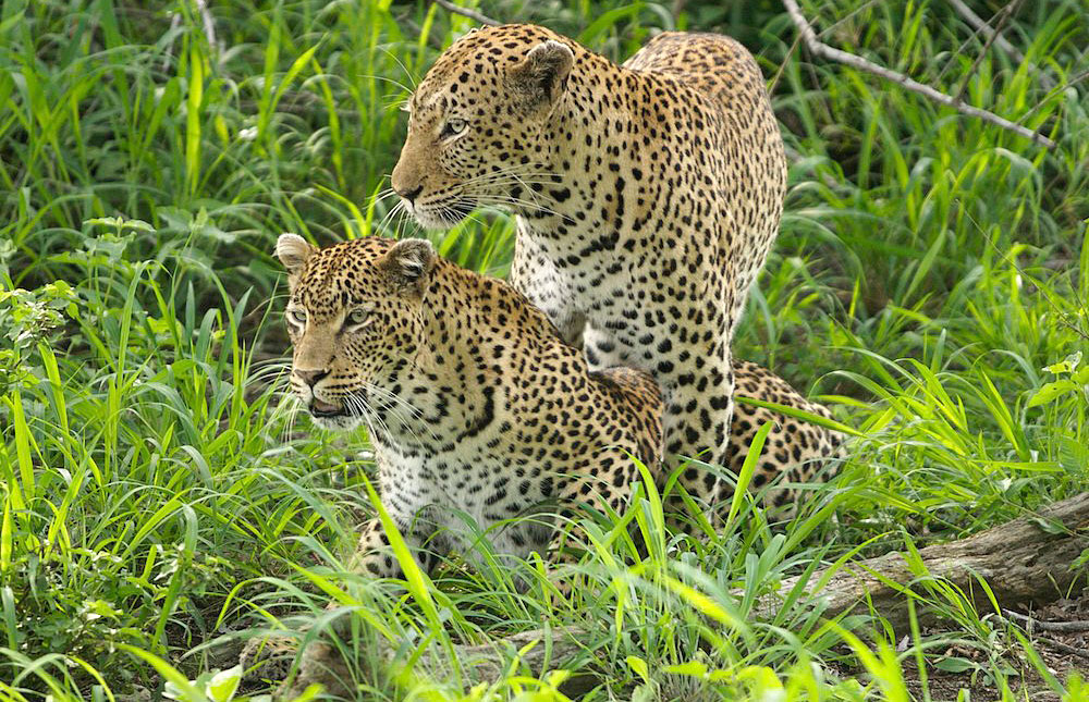 South Africa Wet Season Photos – Award winning images & pictures!