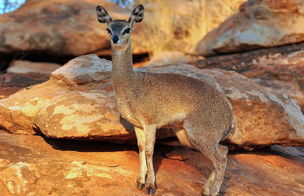 Mapungubwe National Park – Travel Guide, Map & More!