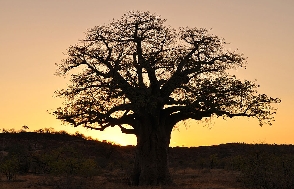 Mapungubwe National Park – Travel Guide, Map & More!
