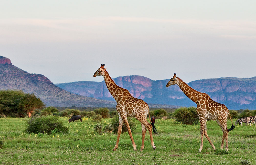 Marakele NP Photos – Images & Pictures