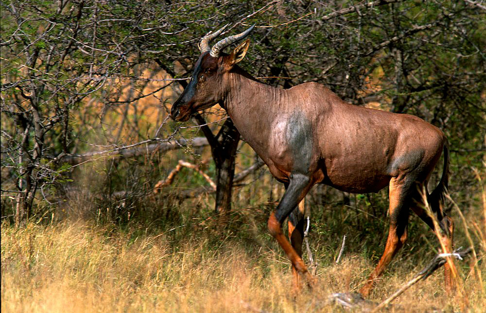 Marakele National Park – Travel Guide, Map & More!