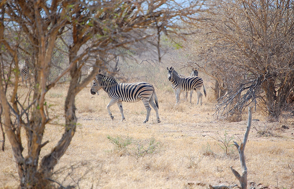 Marakele National Park – Travel Guide, Map & More!