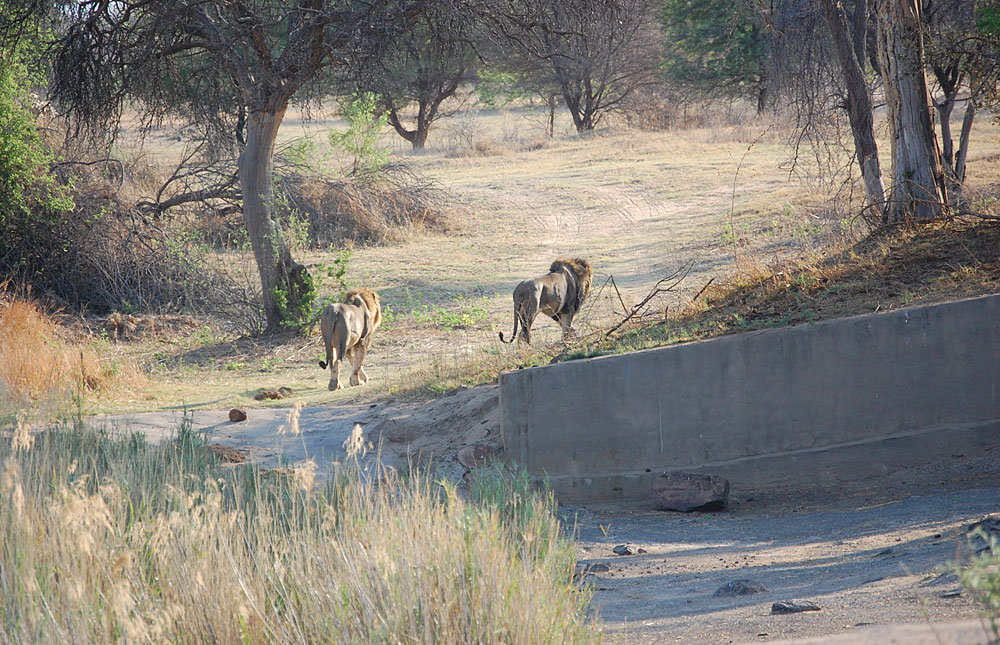 Marakele NP Wildlife Photos – Images & Pictures