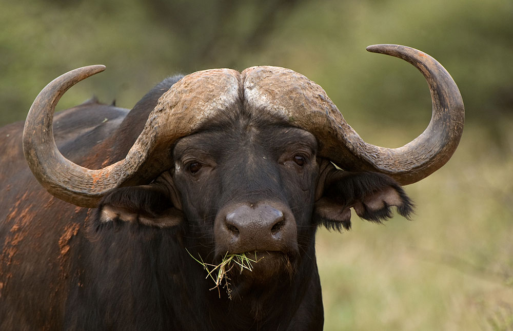 Mokala NP Photos – Images & Pictures