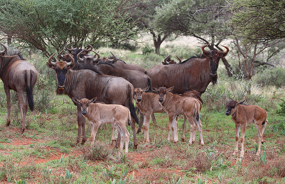 Mokala NP Photos – Images & Pictures