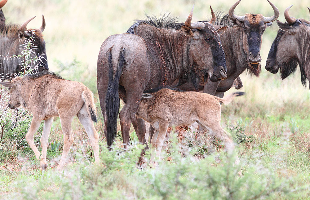 Mokala NP Photos – Images & Pictures