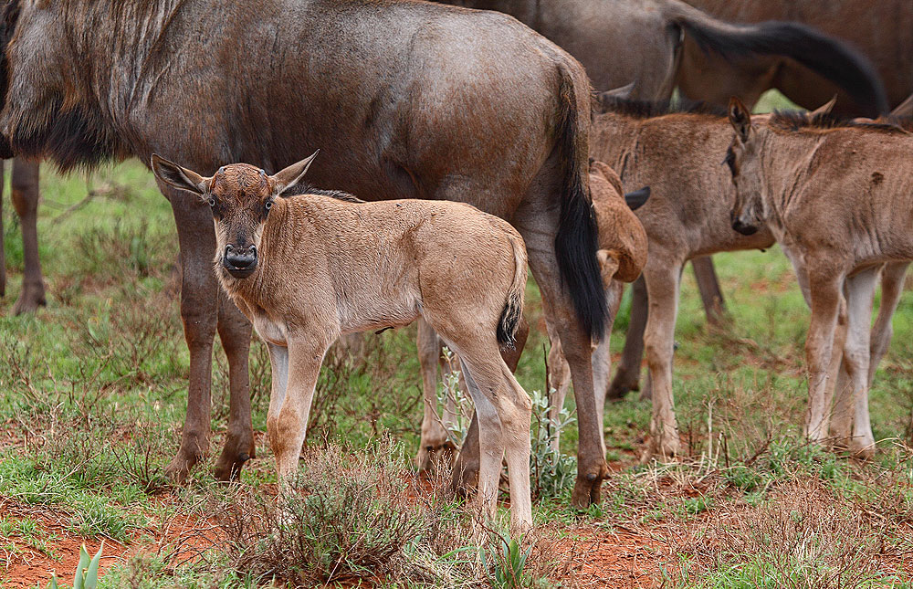 Mokala NP Photos – Images & Pictures