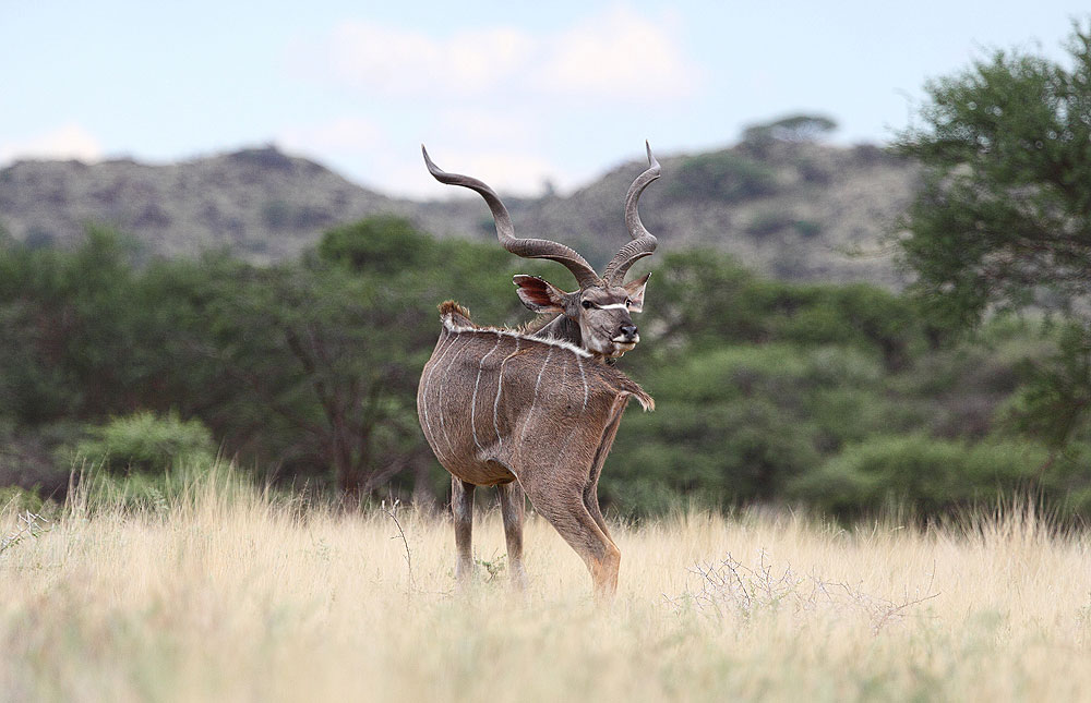 Mokala NP Photos – Images & Pictures