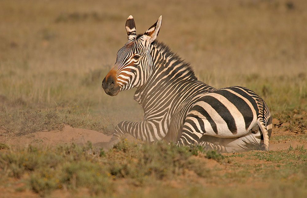 Mountain Zebra National Park – Travel Guide, Map & More!