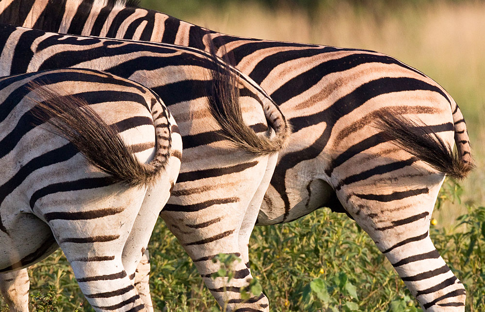 South Africa Photos – Award winning images & pictures!