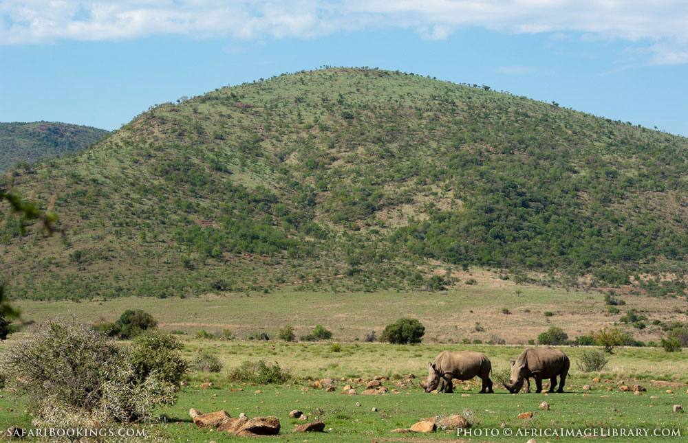 Pilanesberg Game Reserve – Travel Guide, Map & More!
