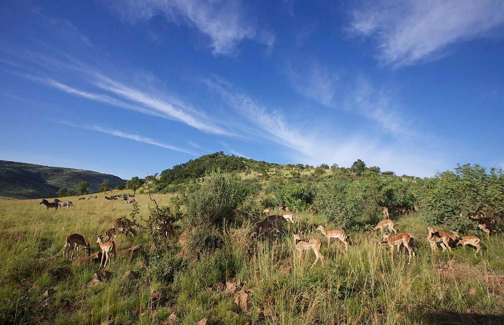 Pilanesberg Game Reserve – Travel Guide, Map & More!