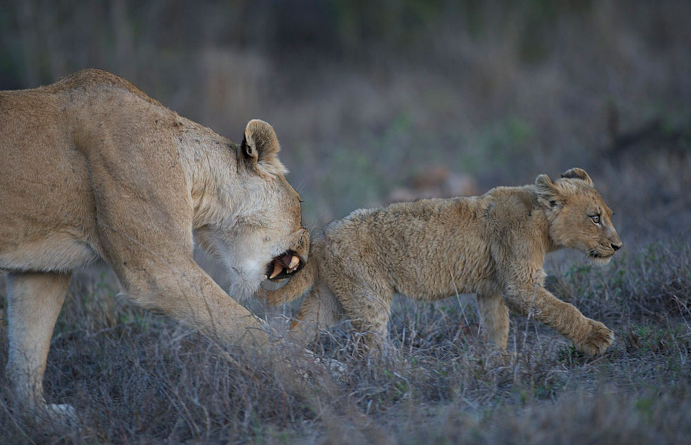 Sabi Sands Photos – Images & Pictures