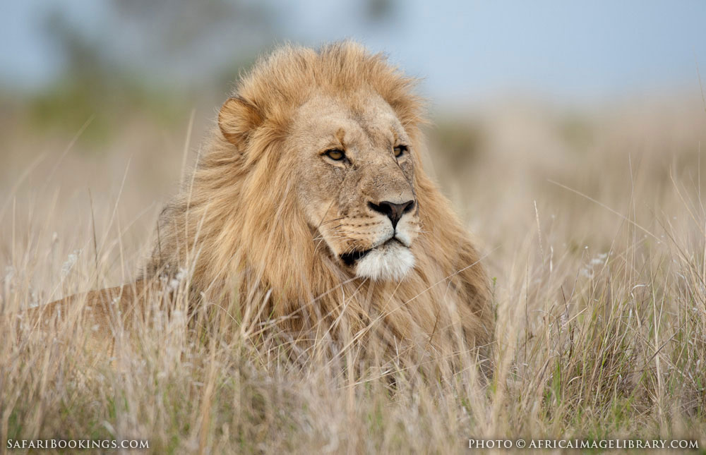 Shamwari GR Wildlife Photos – Images & Pictures