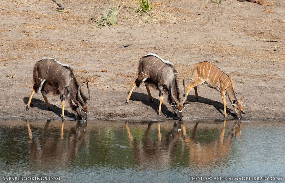 Tembe EP Photos – Images & Pictures