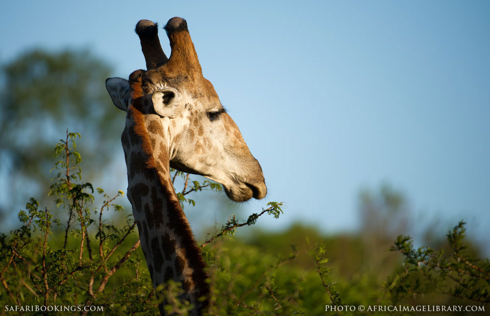 Tembe EP Photos – Images & Pictures