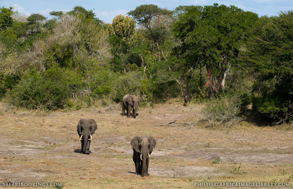 Tembe EP Photos – Images & Pictures