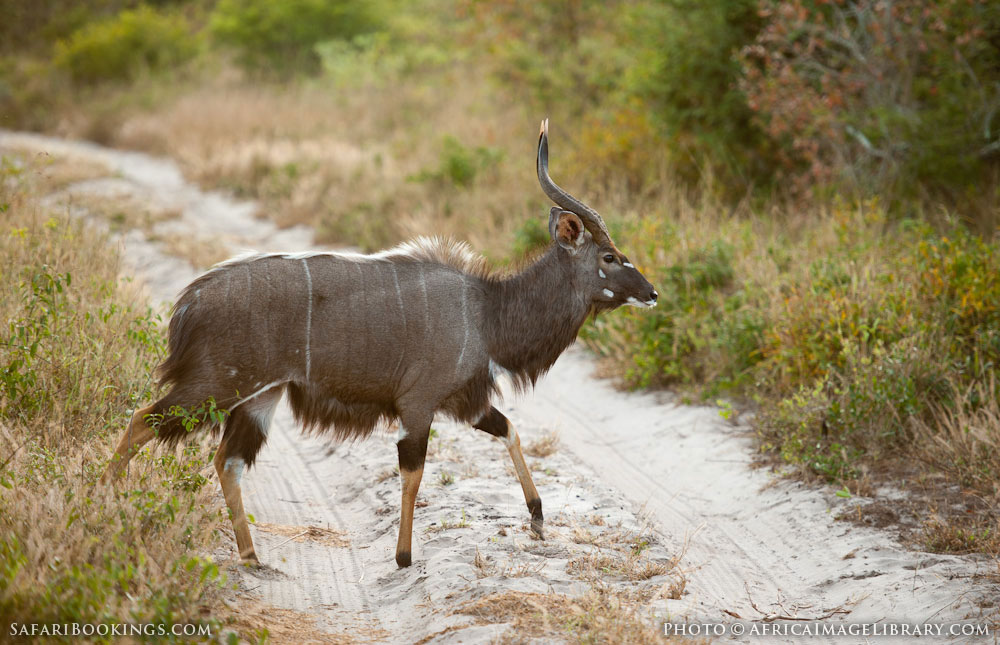 Tembe EP Photos – Images & Pictures