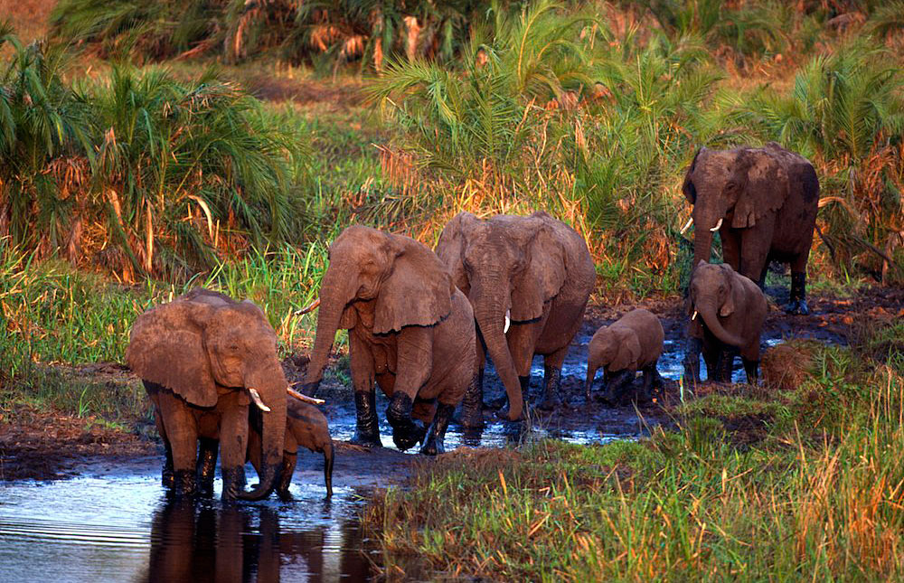 Tembe Elephant Park – Travel Guide, Map & More!